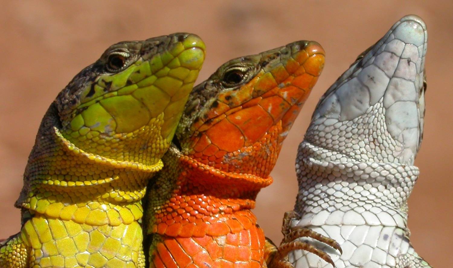 Wat een hagedis je leert over social media - Frankwatching