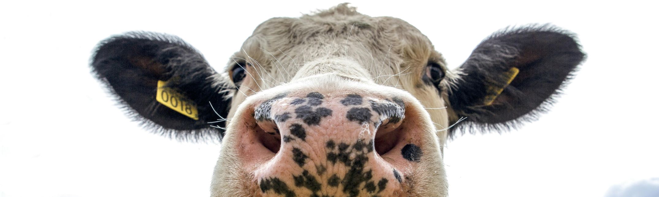 Het neuromarketing-effect van een koe op het dak - Frankwatching